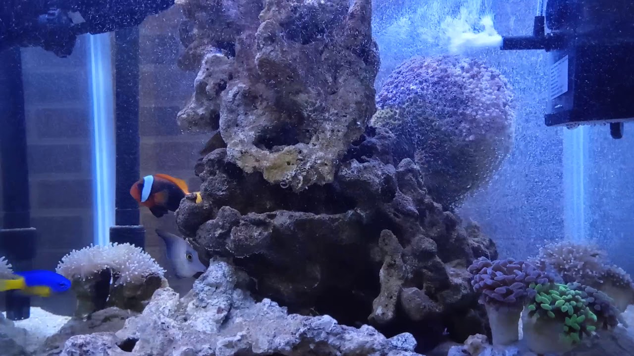 Aquarium air laut - YouTube