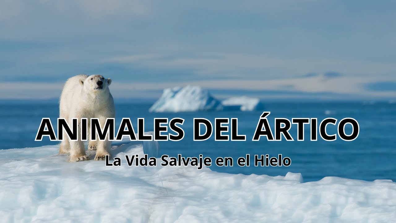 Descubriendo a los Animales del Ártico: La Vida Salvaje en el Hielo ...