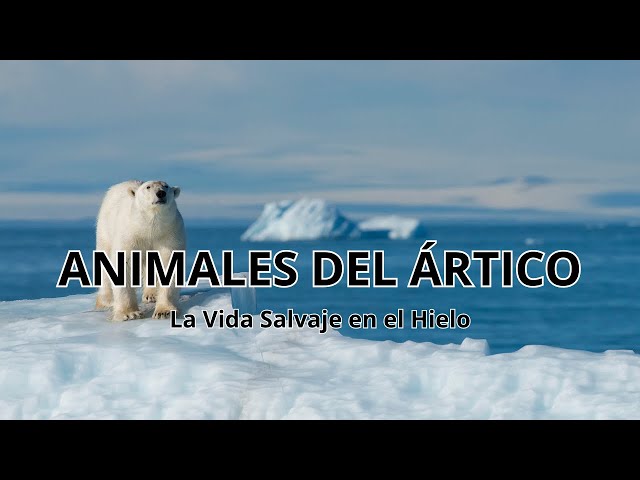 Imágenes De Animales Del ártico