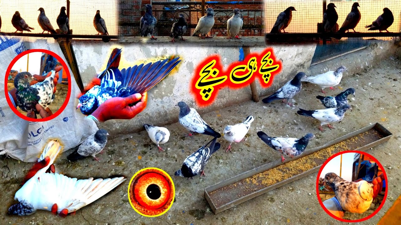 BABY PIGEONS FOR SALE IN CHEAP PRICE || KABOOTAR FOR SALE || POLA G ...