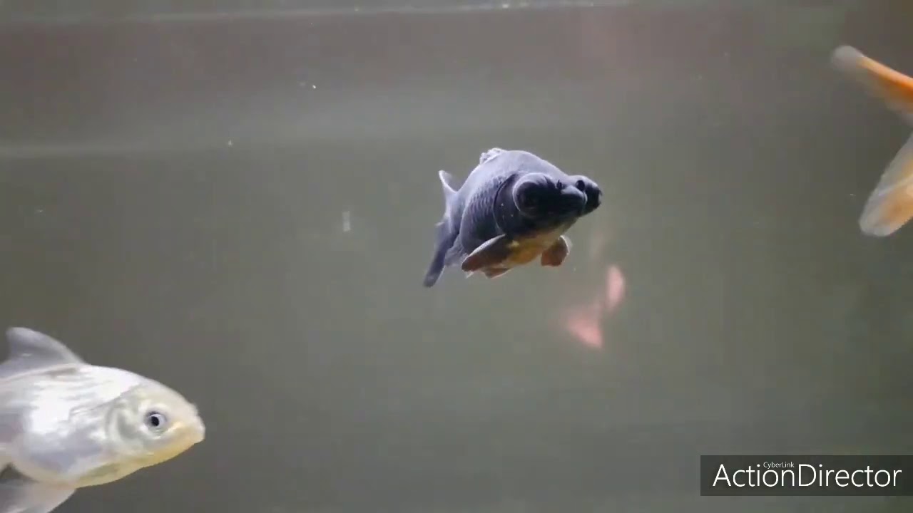 goldfish gang ll - YouTube