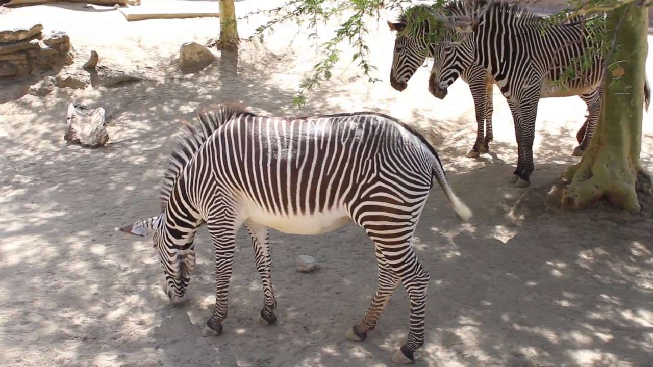Beautiful Zebras - YouTube