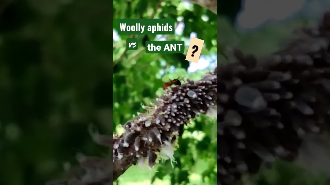Woolly aphids vs the ant - YouTube