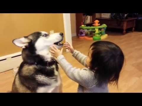 Kim demiş köpek olan evde bebek olmaz diye?!