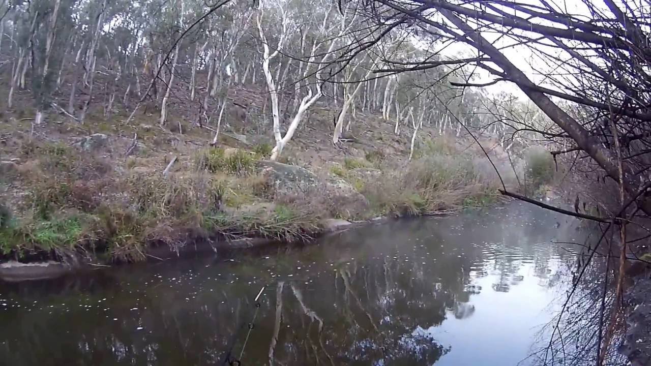 Trout Fishing, Blue Mountains, Cox river - Branjo's Fishing Adventures ...