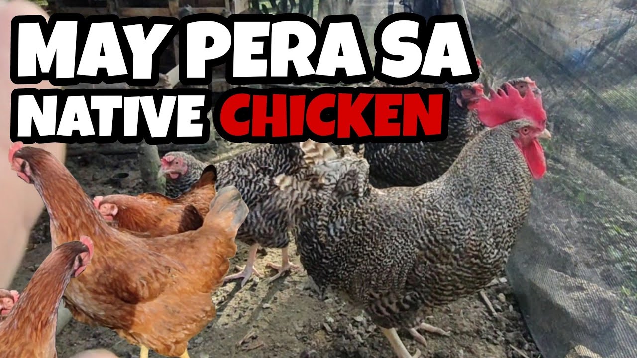 May pera sa Heritage Chicken | Free Range Chicken Farming - YouTube