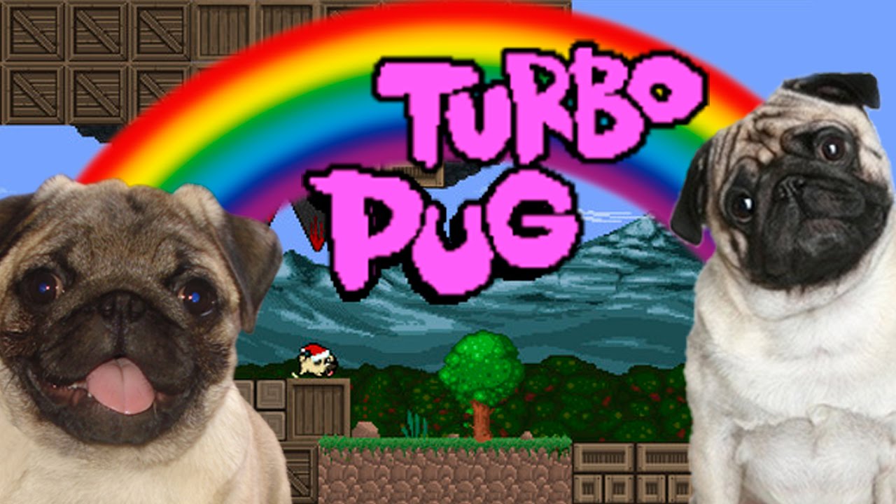PUGS FOFINHOS CORRENDO E MORRENDO - TURBO PUG - YouTube