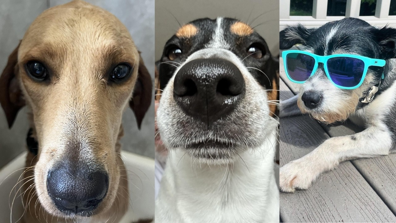 Unbelievable Dogs! 😊🐶 NEW Funny Dog Compilation - YouTube