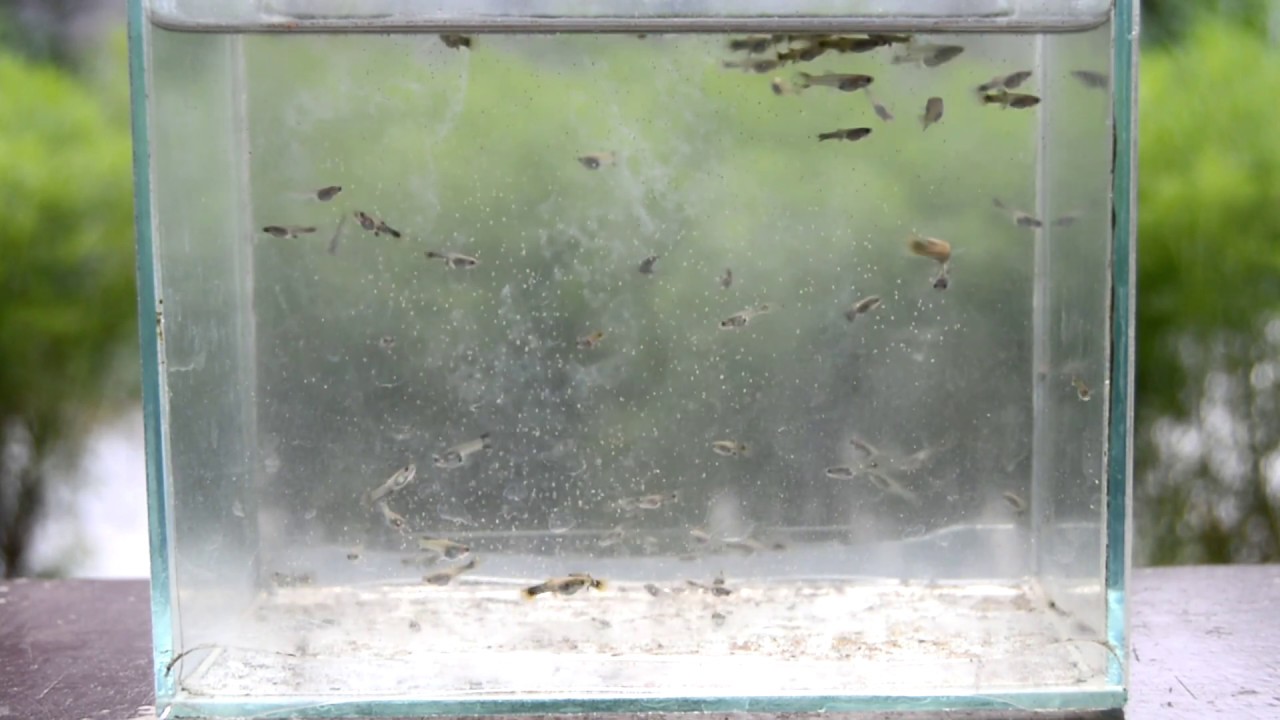 Guppy Fry Fish | Feeding BBS (Baby Brine Shrimp) Live Food | HB Red ...