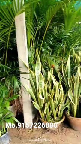 Arika paam tree - YouTube