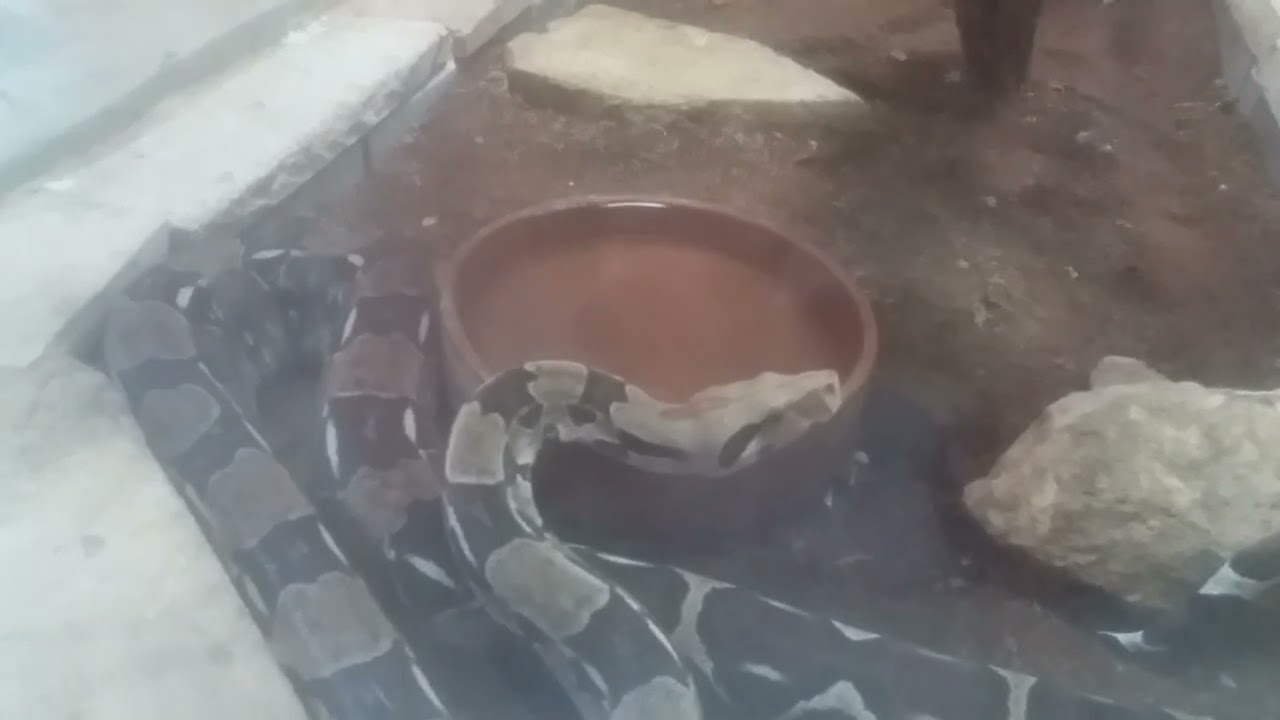 Learn snake language (communication - check) - YouTube