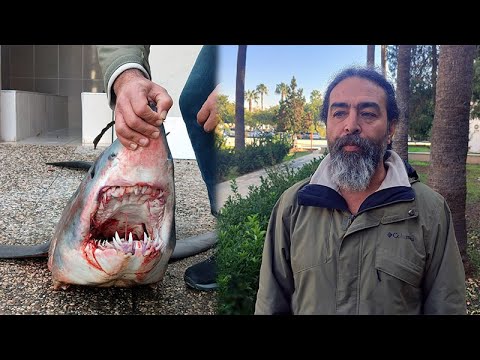 Türk kara sularında köpek balığı popülasyonu 50 yılda yüzde 90 azaldı