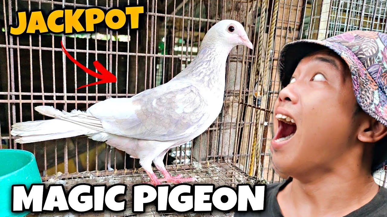 MAGIC PIGEON NI SER AMANG NABILI KO NA! SUPER RARE OFF COLOR PIGEON IN ...