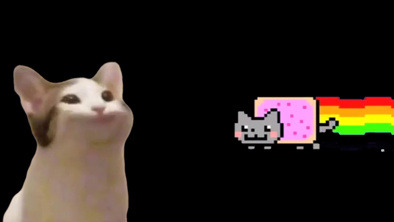 pop cat vs nyan cat - YouTube