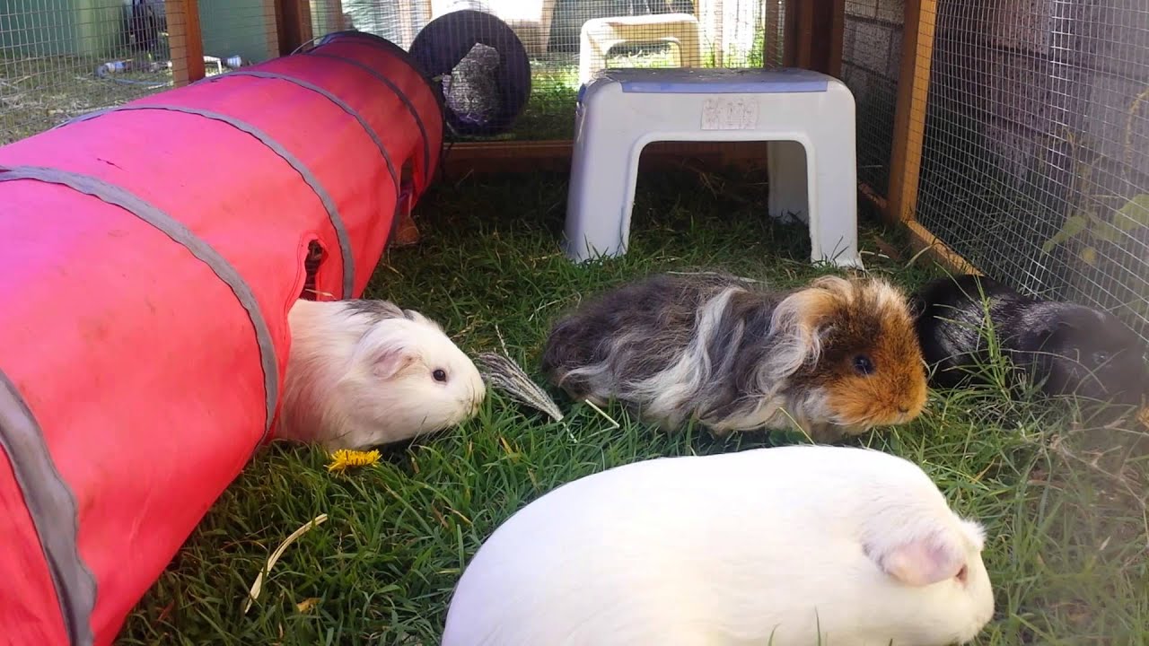 Pretty piggies playing politely - YouTube