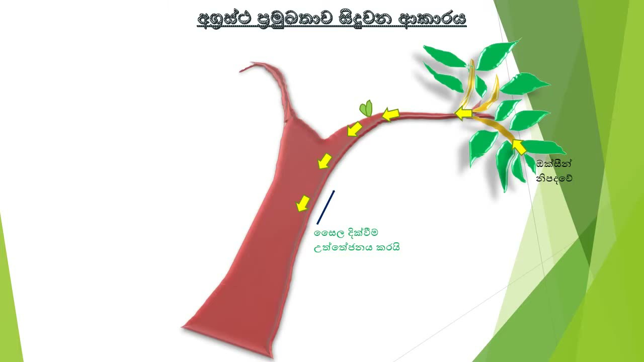 Biology lessons in sinhala-ශාක වර්ධක හෝමෝන - YouTube