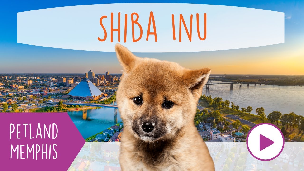 Shiba Inu Fun Facts - YouTube