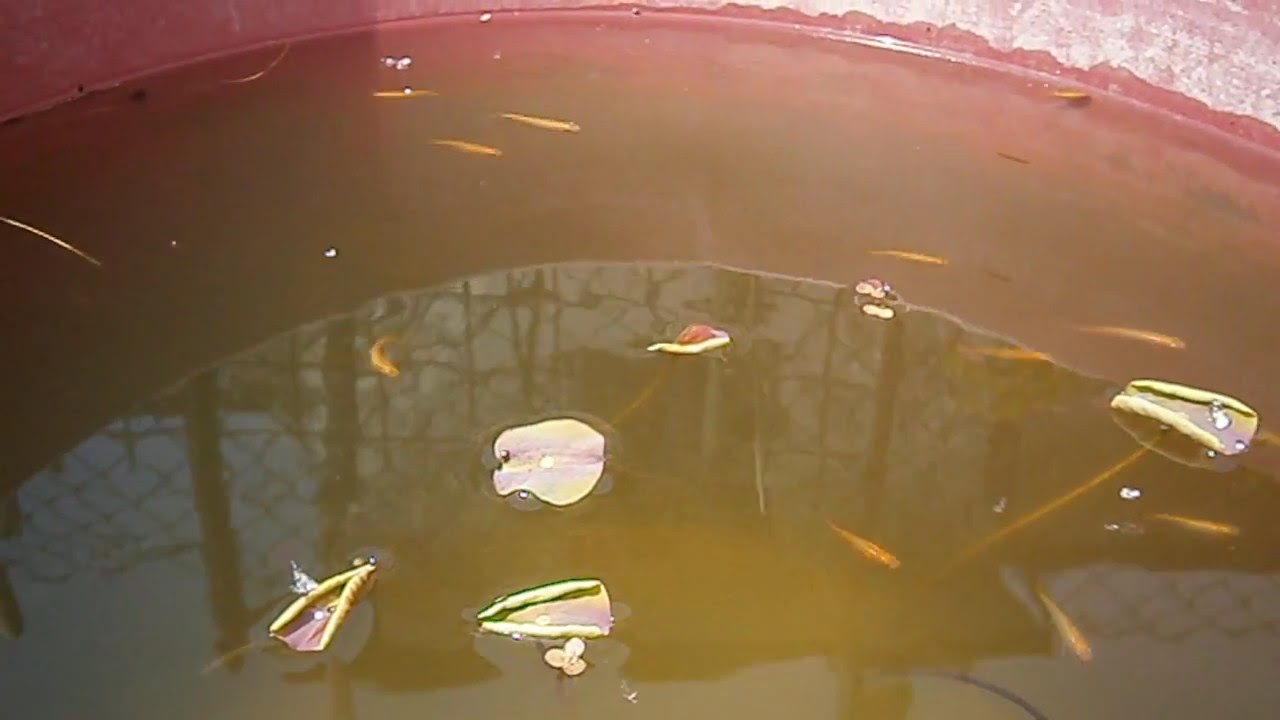 Orizyas latipes 'gold' (Medaka) che prendono il sole - YouTube