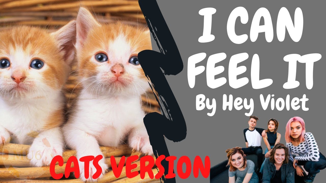 Cats Sing I Can Feel It by Hey Violet | Cats Singing Song Parody - YouTube