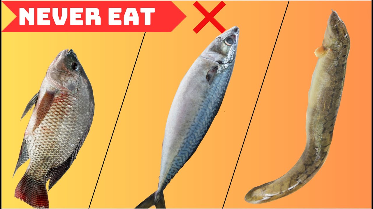 7 Types of FISH You Should NEVER EAT - YouTube