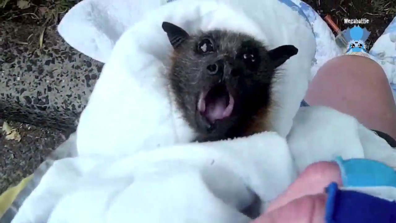 Rescuing a flying-fox found on the road: this is Cascade - YouTube