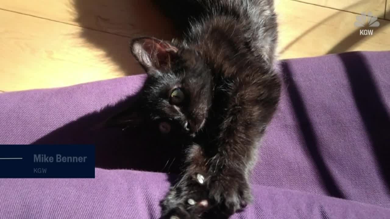 Long lost cat found five years later, over a thousand miles away - YouTube