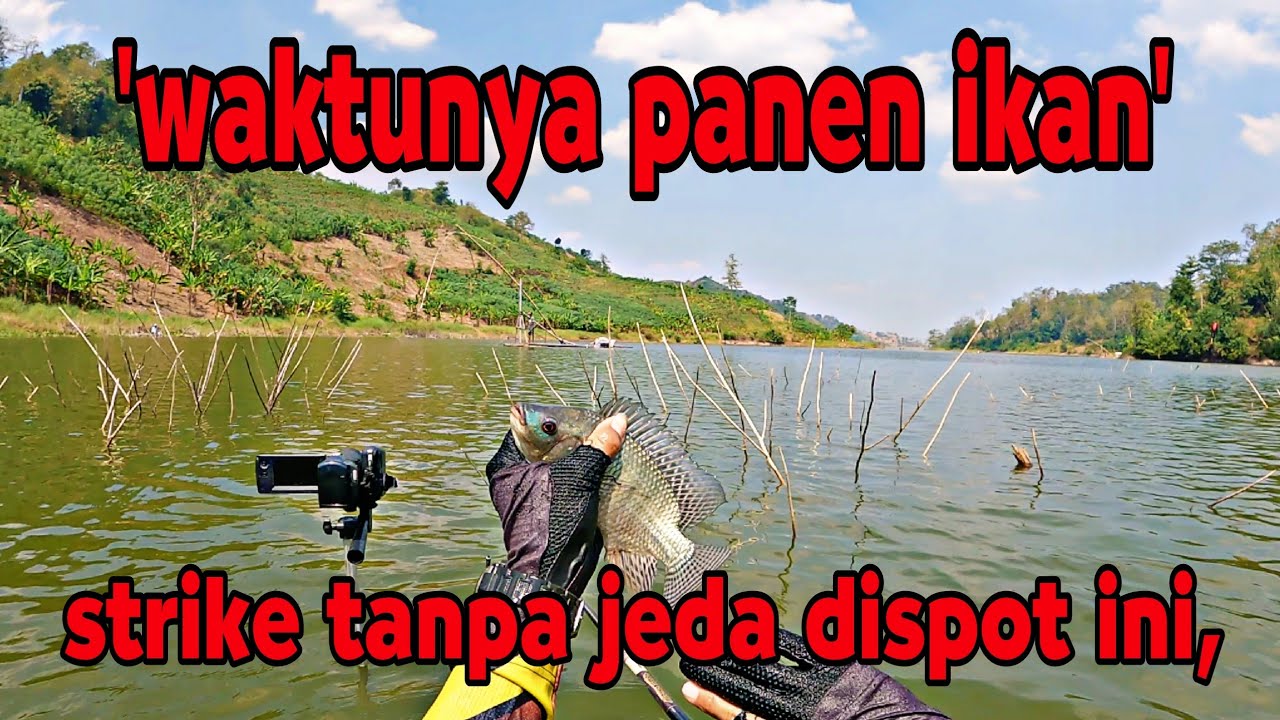 MUSIM IKAN DIMULAI‼️SPOT INI PASTI JADI INCARAN PEMANCING NILA‼️ ...