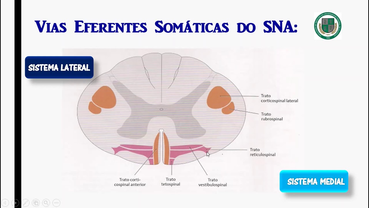 Grandes Vias Eferentes - SNC - video aula - YouTube