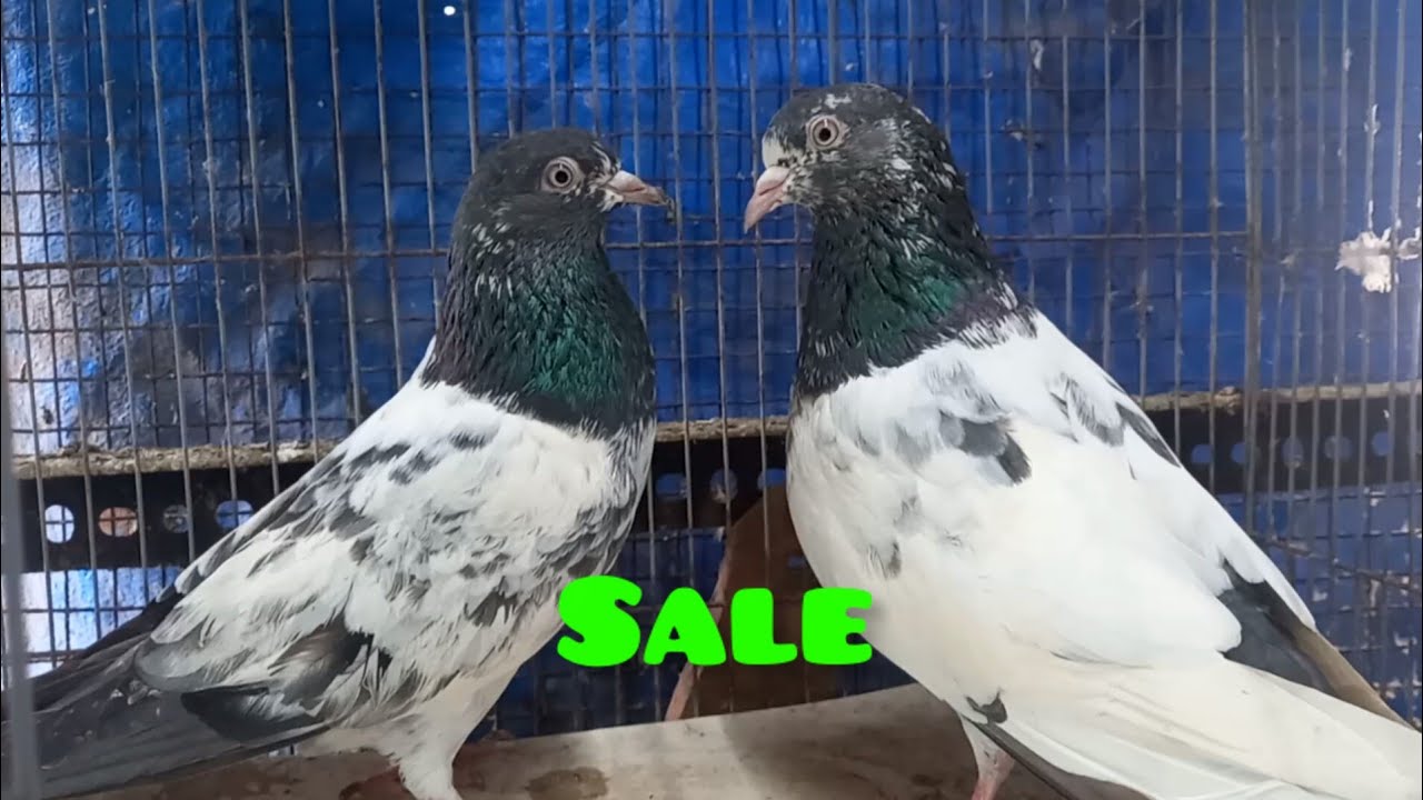 Teddy pigeon pair for sale bandra mumbai 80974 49149 - YouTube