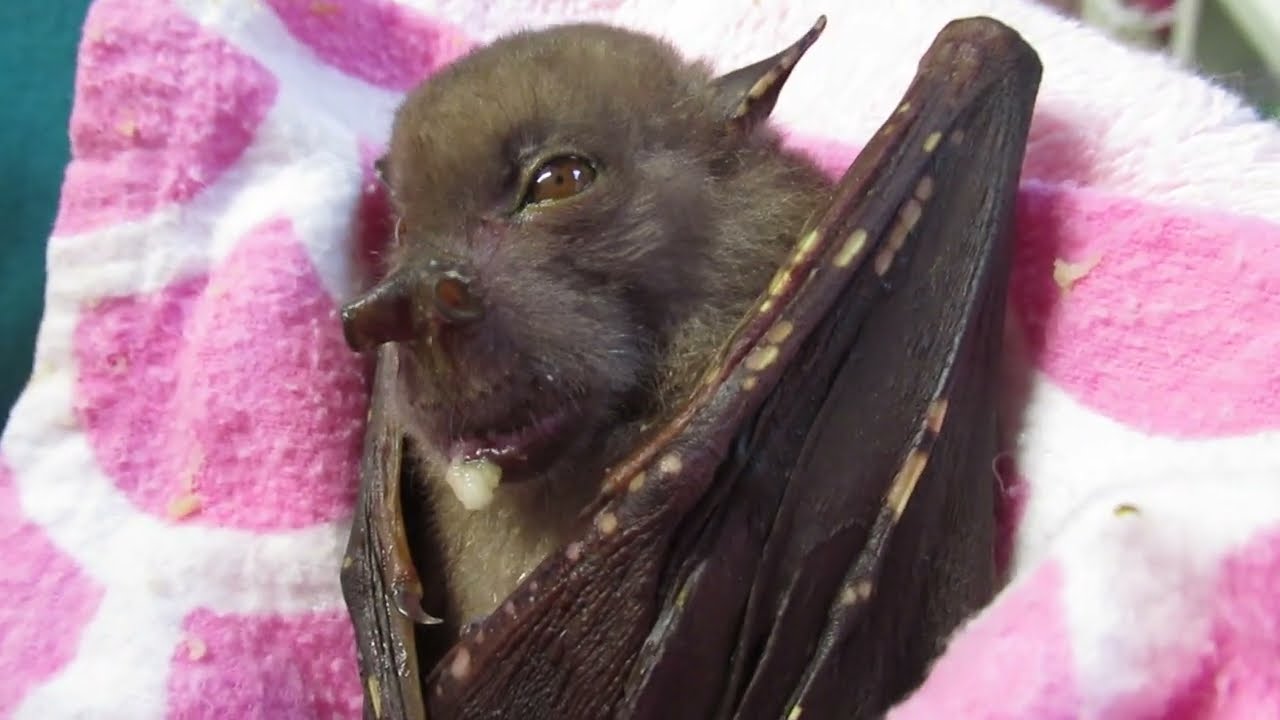 Tallulah The Tubie Recuperating In Care - YouTube