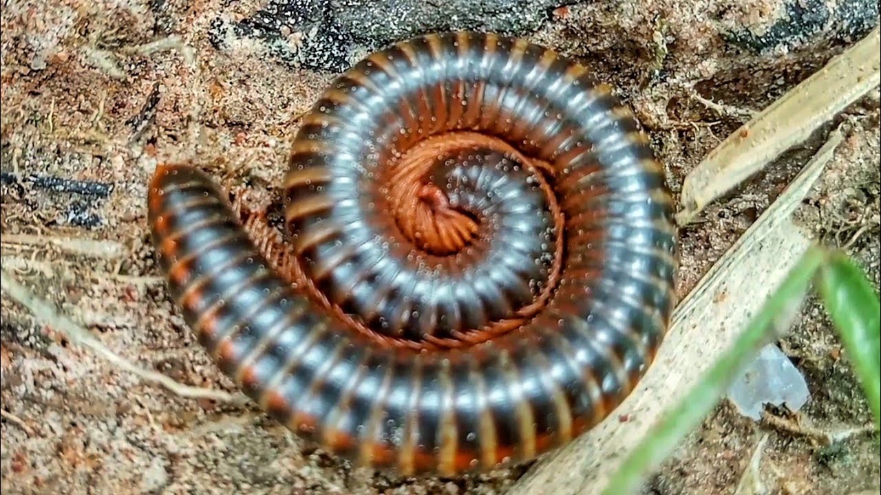 Julida-Millipede Walking Under Grass, Daily Insect - YouTube