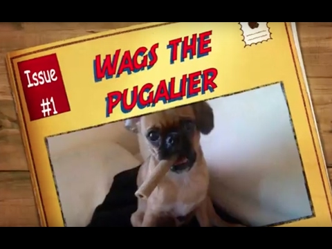 Wags the pugalier comic - Johann Strauss II - Pizzicato Polka - YouTube