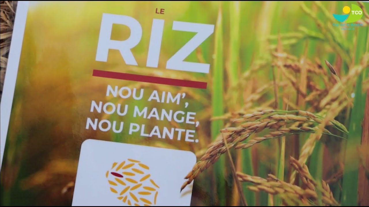 Association Riz Réunion : visite de la parcelle de riz "Dourado" à Bel ...