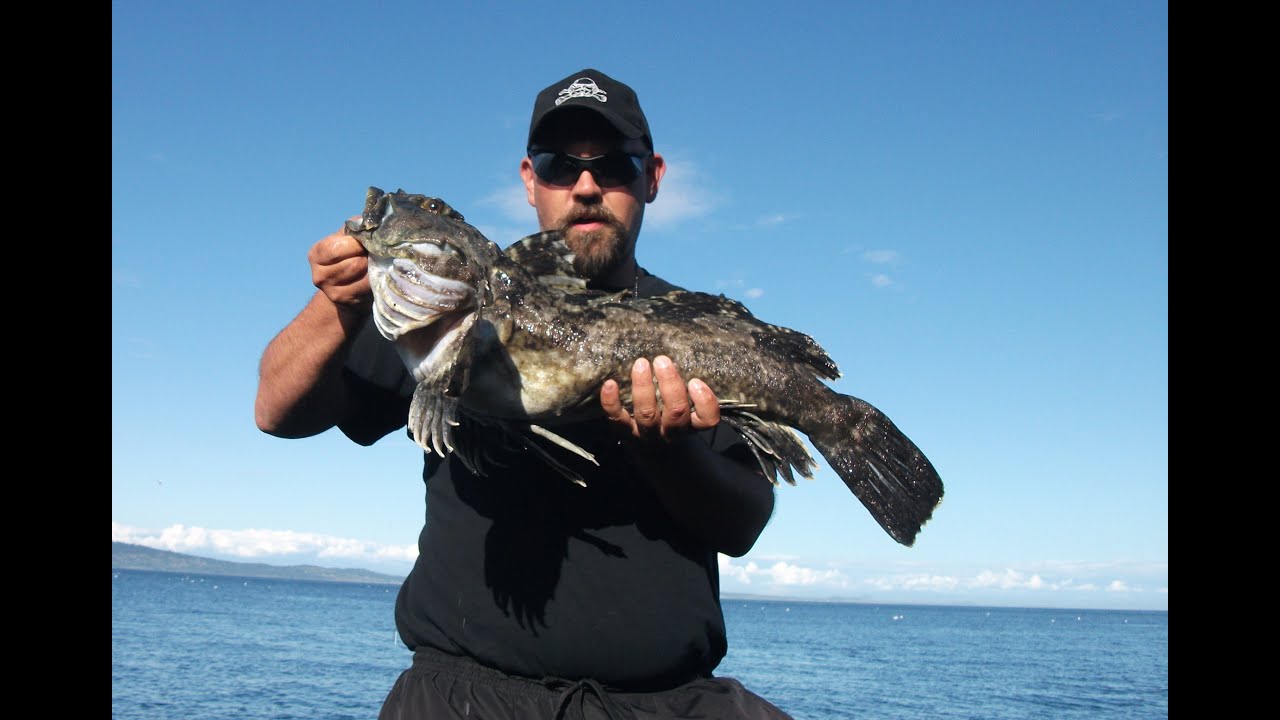 Huge Cabezon And Small Lingcod Release - YouTube