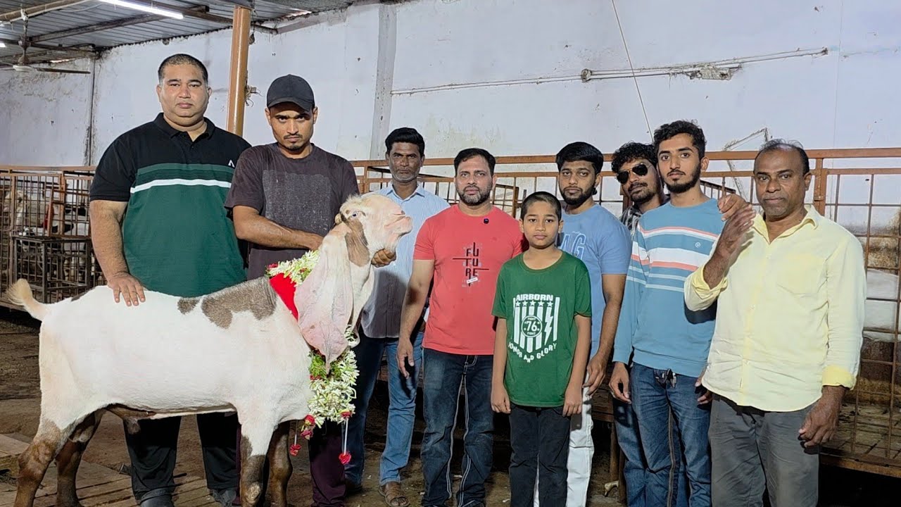 The Most Royal Goat Of Hyderabad | The Jahnasheen | Hassan Goat Farm ...