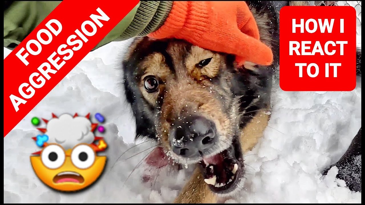 Food Aggression from My Dogs - How Do I React to It? - YouTube