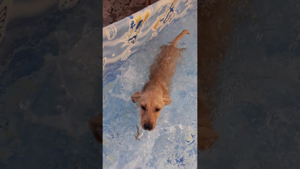 Mi perro en la pileta - YouTube
