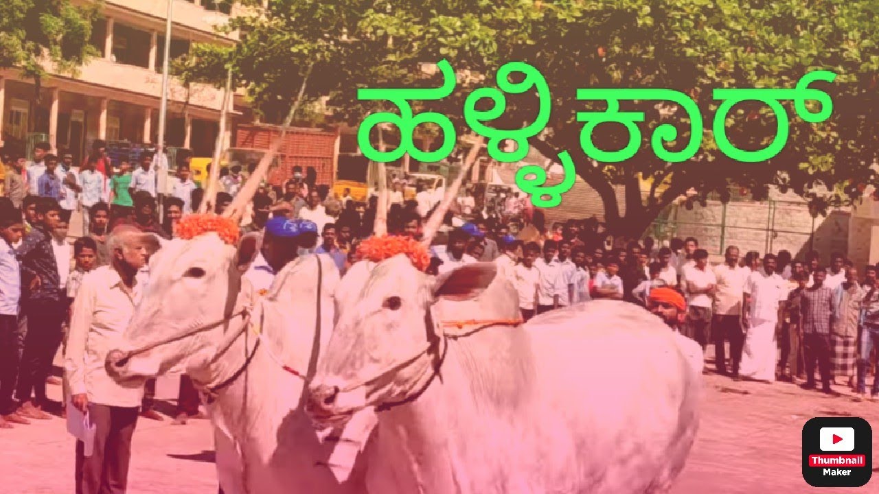 Hallikar breed in siddaganga mata# Hallikar#karnataka# Tumkur cattle ...