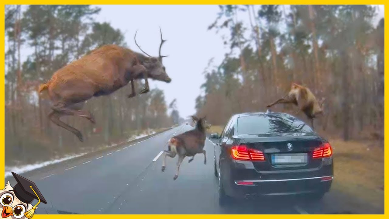 10 tierische Begegnungen, die euch zur Angst treiben werden - YouTube