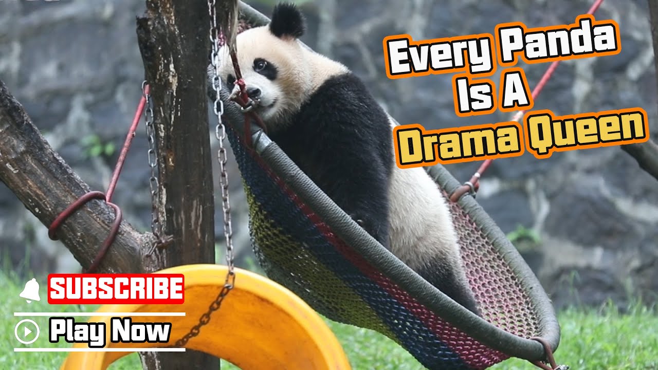 【Panda Billboard】Episode 278 Drama Queens In The Panda Paradise | iPanda - YouTube