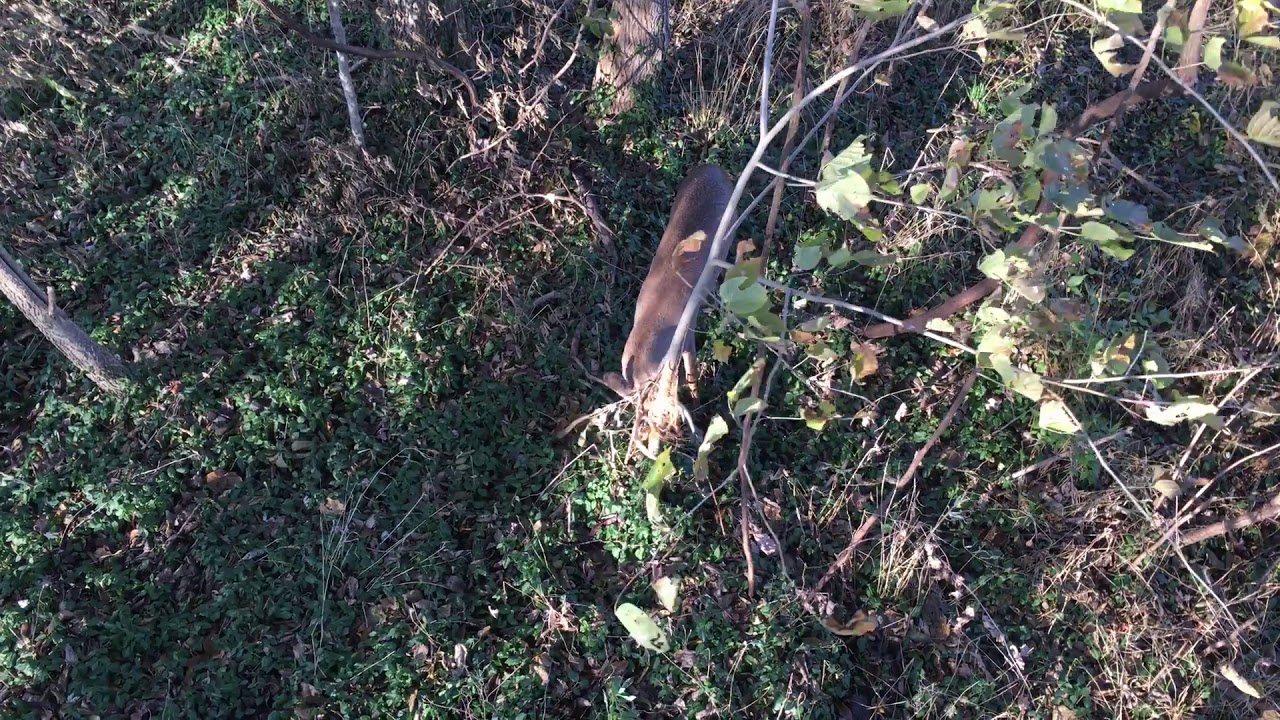 Small Buck Working Rub Close - YouTube