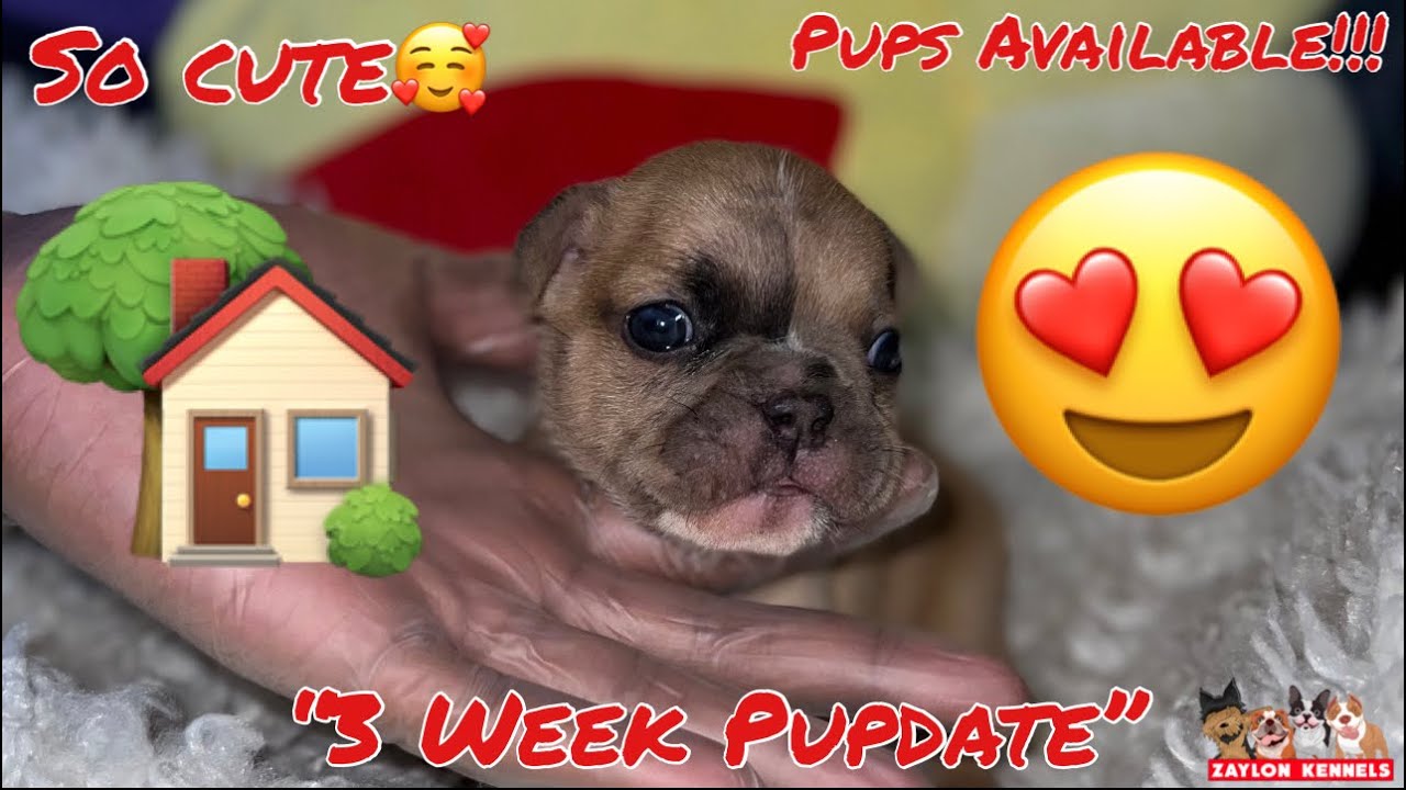 ZLK TV Episode:24 “3 Week Pupdate” (French Bulldogs For Sale) (Dogs) (Must Watch) (Vlog) (Dogs ...
