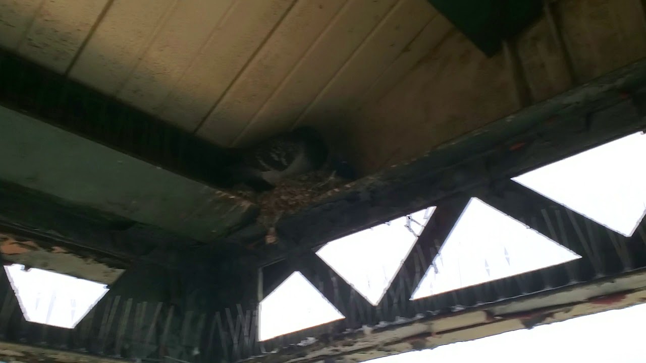 Flash Exterminating - Pigeon nest removal - YouTube