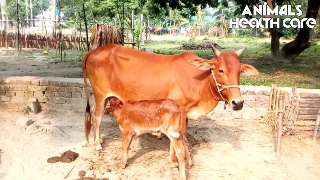 শাহীওয়াল সিন্ধি জাতের গাভী ও বাছুর || Shahiwall shindi cow || Animals ...