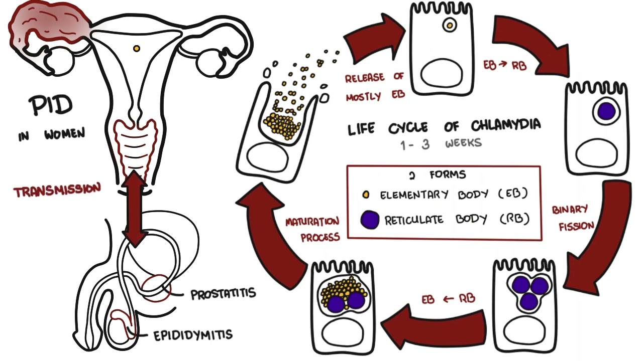 Chlamydia Trachomatis Life Cycle