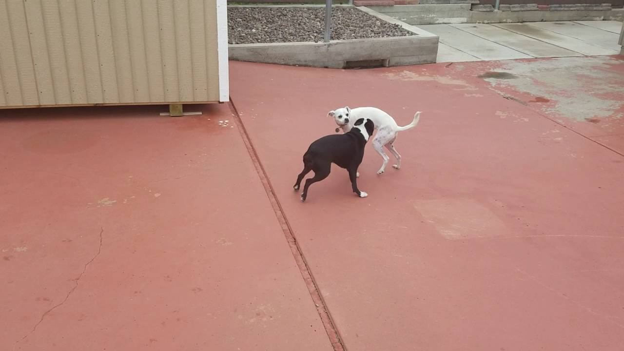 The Jasper and Ellery dance - YouTube