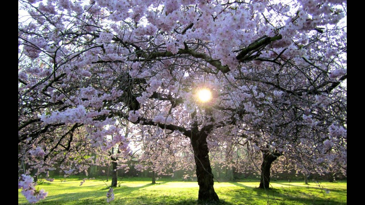 Edvard Grieg - To Spring op.43 (Dmitry Blagoy) - YouTube