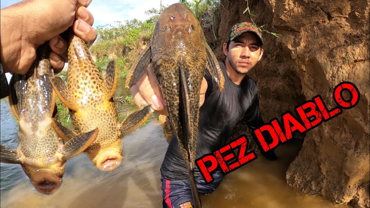 PESCA CON LA MANO!! (pescando peces diablo) (cuchas) - YouTube