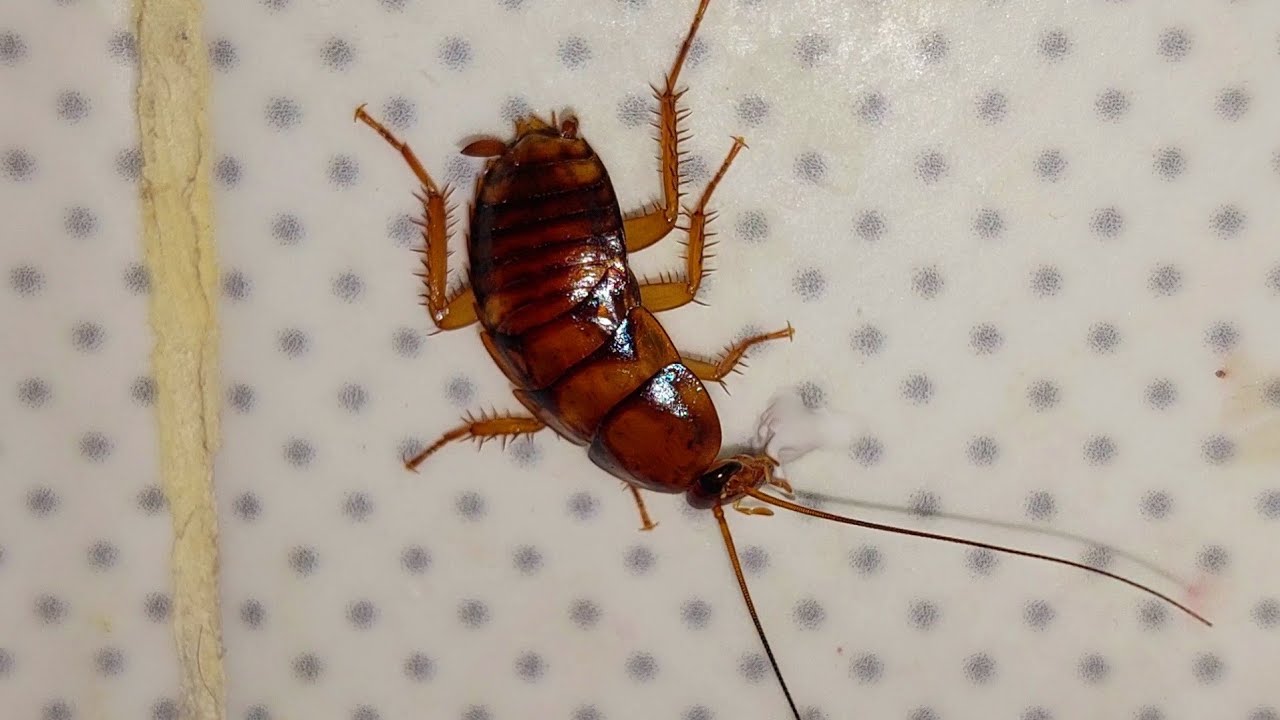 Funny Telapoka cockroach kids eating & run in wall Animal life - YouTube