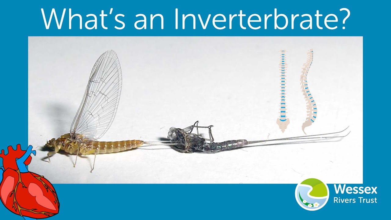 What is an invertebrate? - River Wildlife Investigators - YouTube